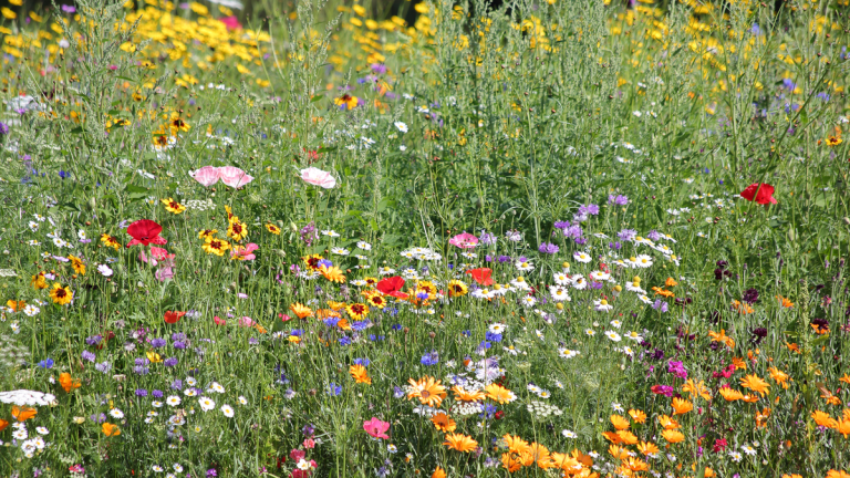 ¡Descubre el Secreto de los Colores de la Miel y su Procedencia!