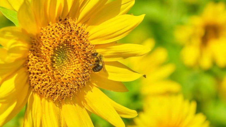👉 Como Tomar Polen de Abeja: Formas Creativas